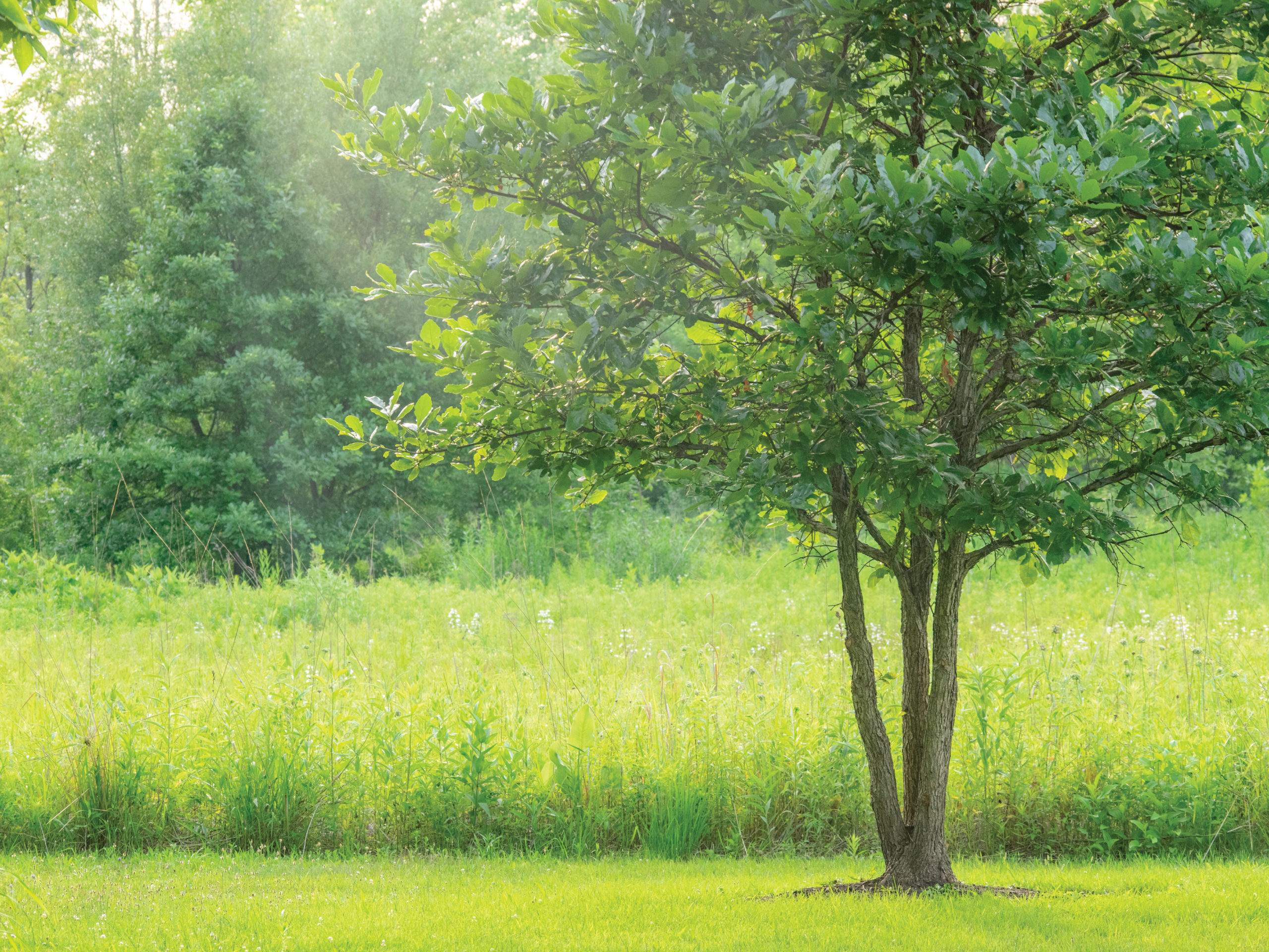 Home Alone #7 - Growing Like Trees - Trinity Lutheran Radio Club